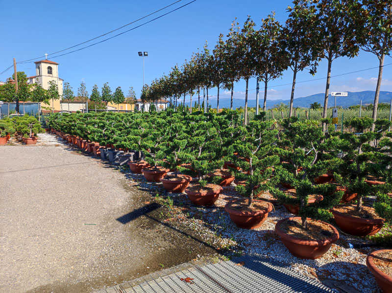 Vivai Piante Bartolini Massimo Azienda Agricola