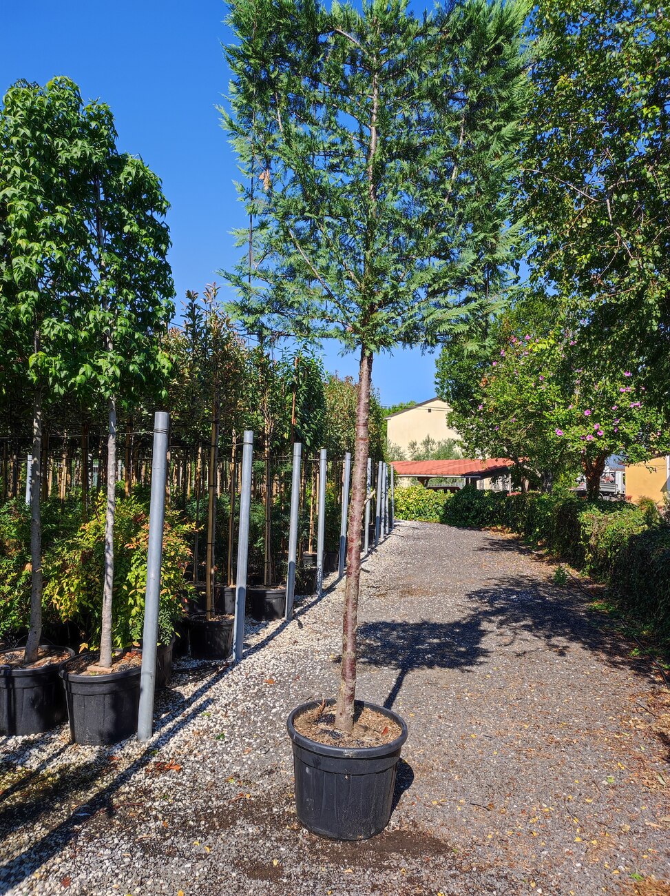 Pleached Trees | Vivai Piante Bartolini Massimo Farm in Pistoia